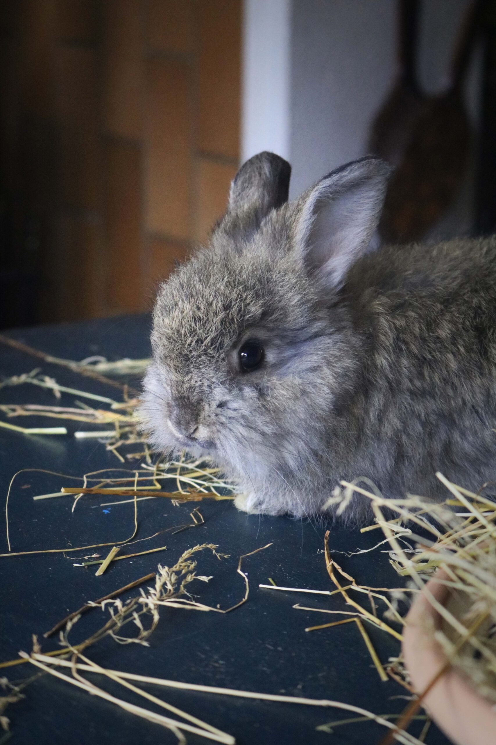 Angora kaninens historie